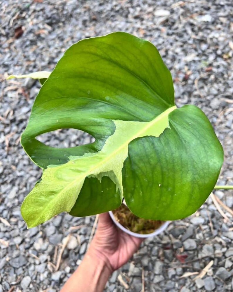 Variegated Monstera Deliciosa White Lava Rooted Leaf Cutting - Etsy