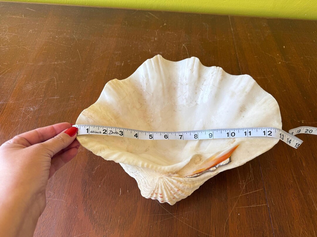 Large Natural Tridacna Clam Shell – 12” Coastal Decor Bowl, Centerpiece ...