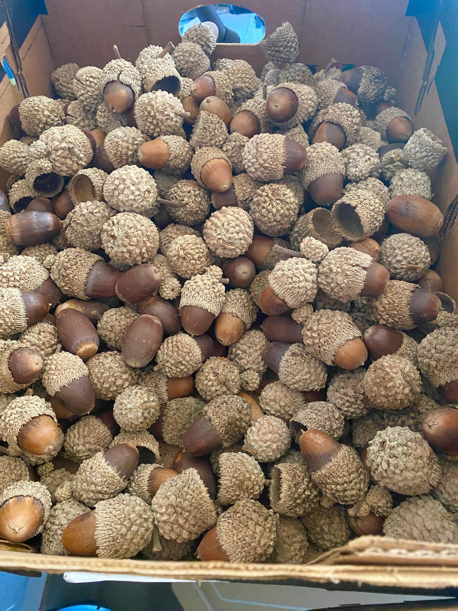 15 JUMBO Oak Acorns, Chestnut Acorns/ Holiday Decor/ Feed/ Fresh/ Raw ...
