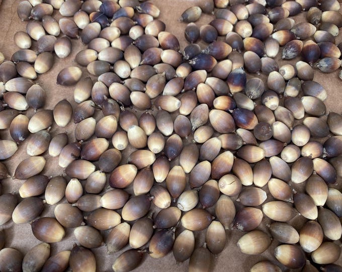 50 Southern Live Oak Acorns/ Feed/ Fresh/ Raw Acorns/ Squirrel/ Deer ...