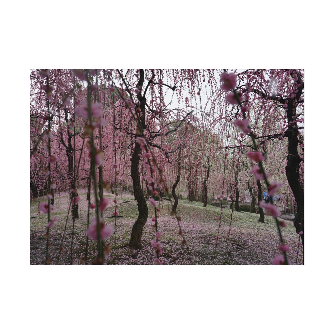 Poster Art, Plum Tree Design, Botanical Wall Decor, Nature Inspired ...