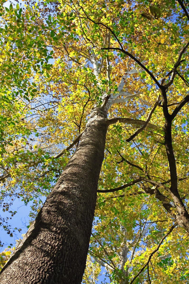 Autumn Radiance: Sunlit Tree With Fall Leaves - Etsy