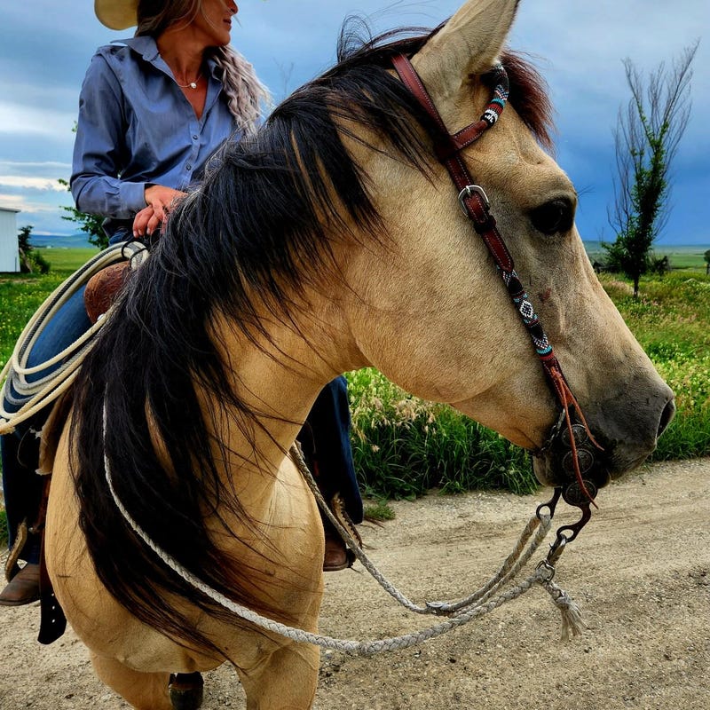 One Ear Bridle - Etsy