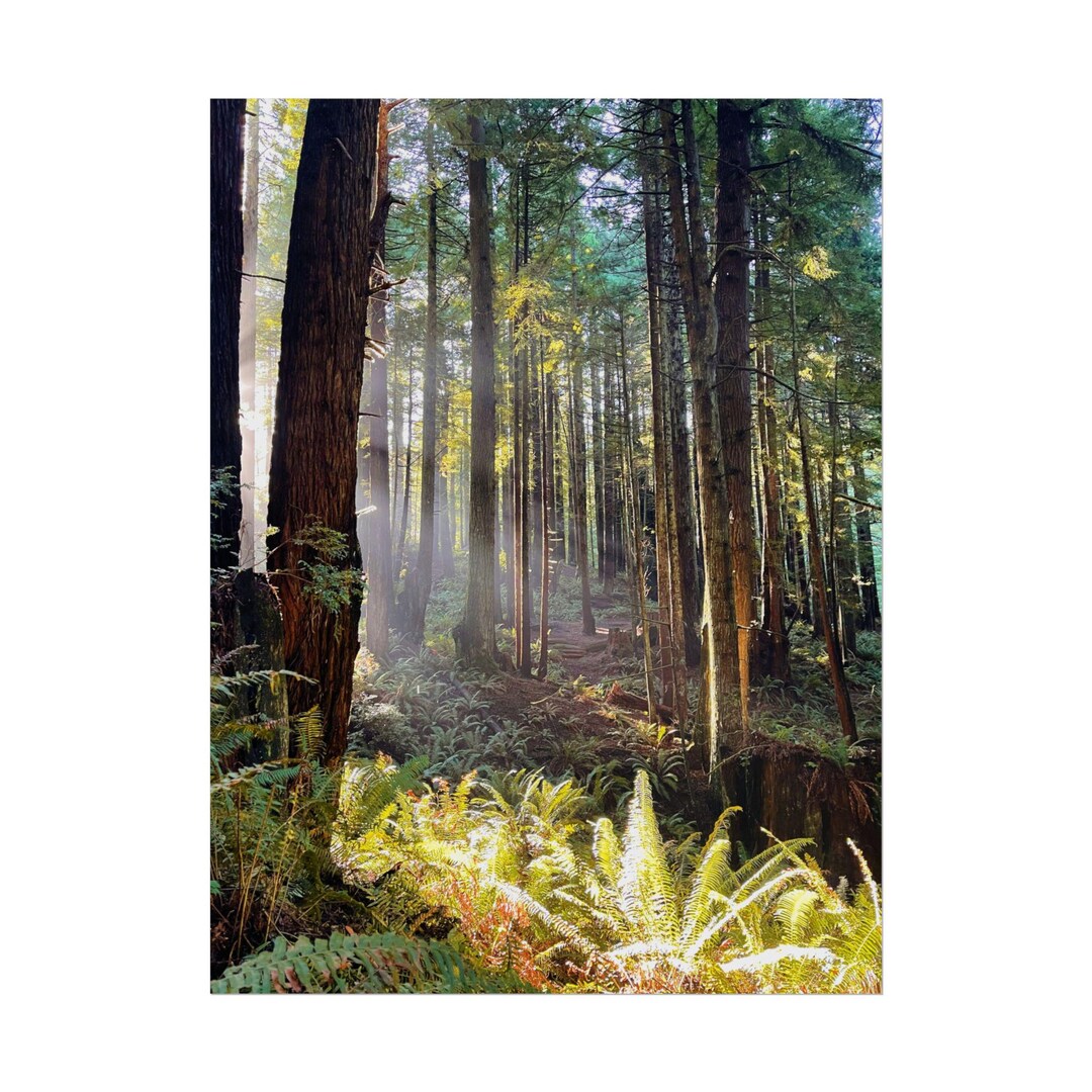 Serene Forest Rolled Posters | Nature Wall Art, Home Decor, Gift for ...