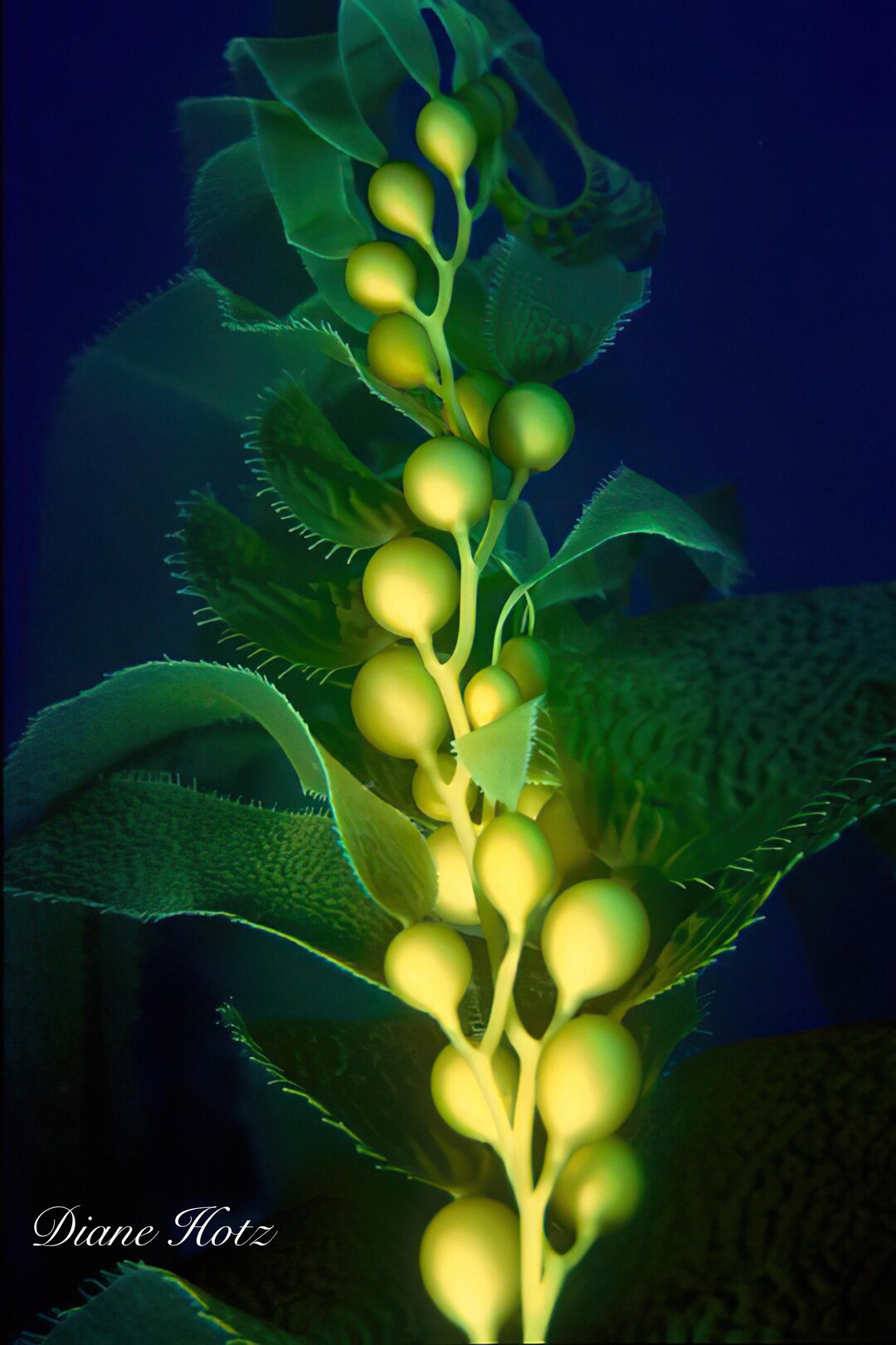 Kelp Photo Art. the 8x12 Print is on a 11x14 Mat and Mat Frame. - Etsy