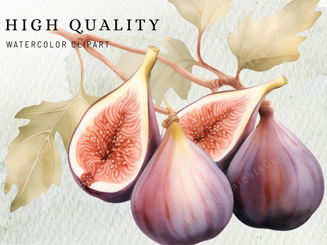 Watercolor Fig Clipart: Mediterranean Fruit PNG Pack (digital Download ...