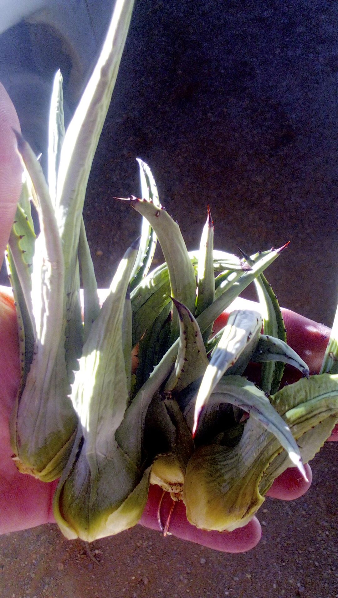 Five Americana Agave Pups - Etsy