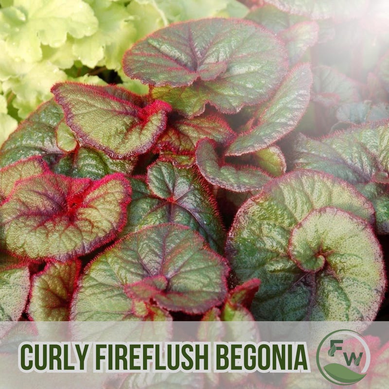 Rex Begonia - Etsy