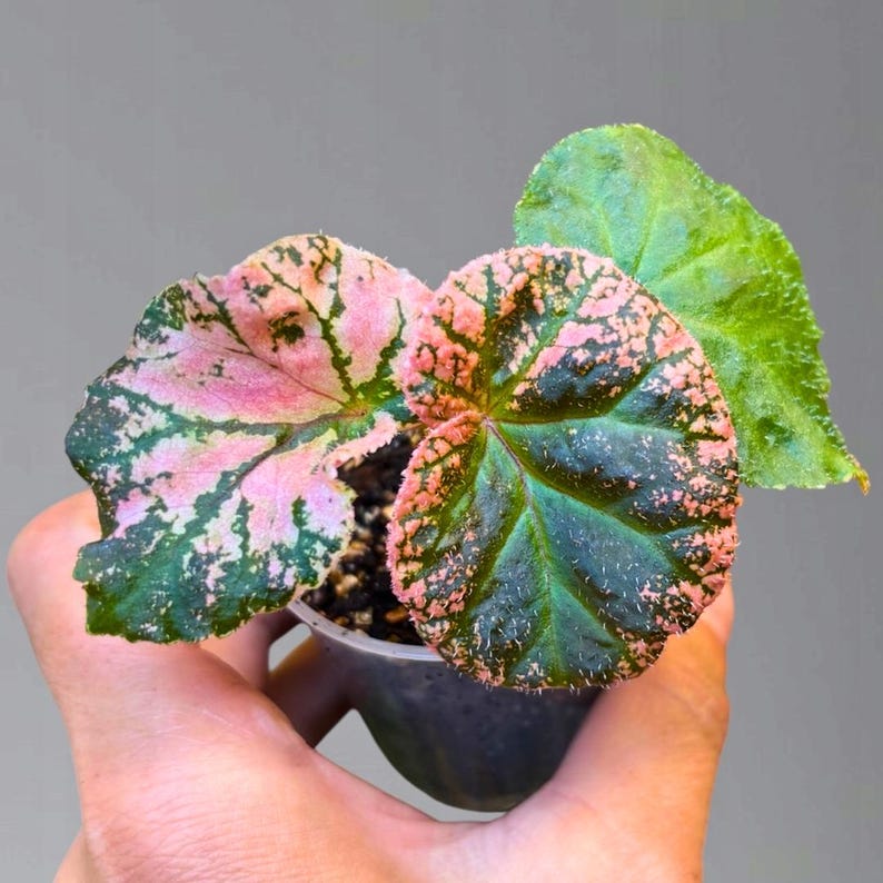 25 Midnight Sun Begonia Seeds Dark Foliage & Bright Blooms Easy Growing ...