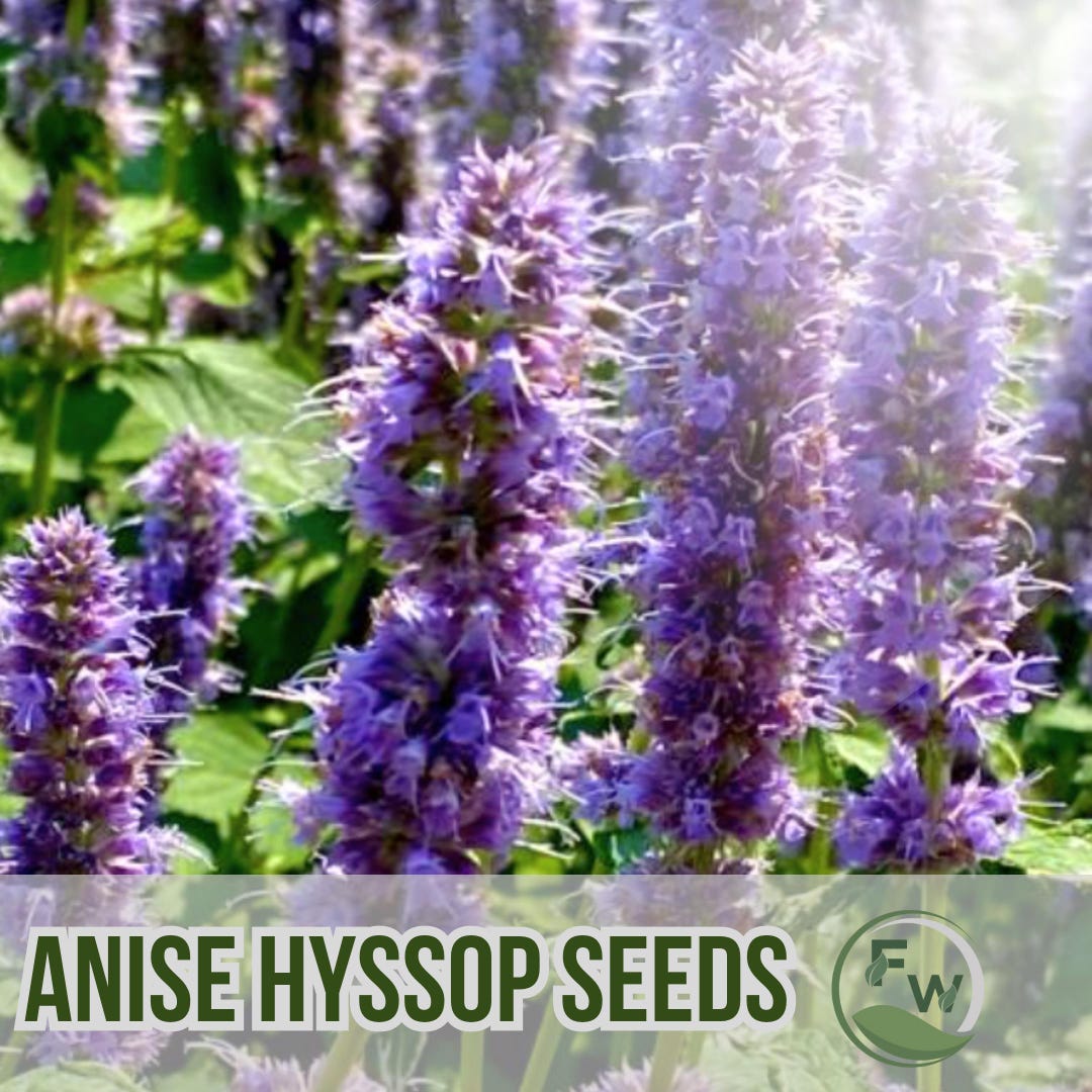 Anise Hyssop Seeds: 250 Non-gmo Heirloom Herb Seeds, Purple Blooms - Etsy