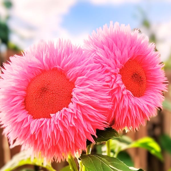 Pink Sunflower - Etsy