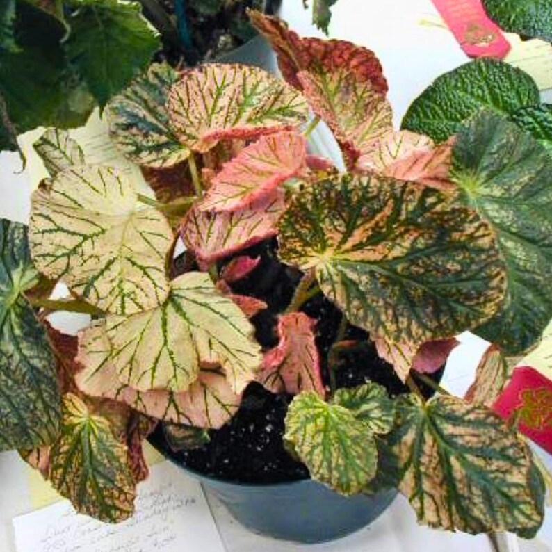 25 Midnight Sun Begonia Seeds Dark Foliage & Bright Blooms Easy Growing ...
