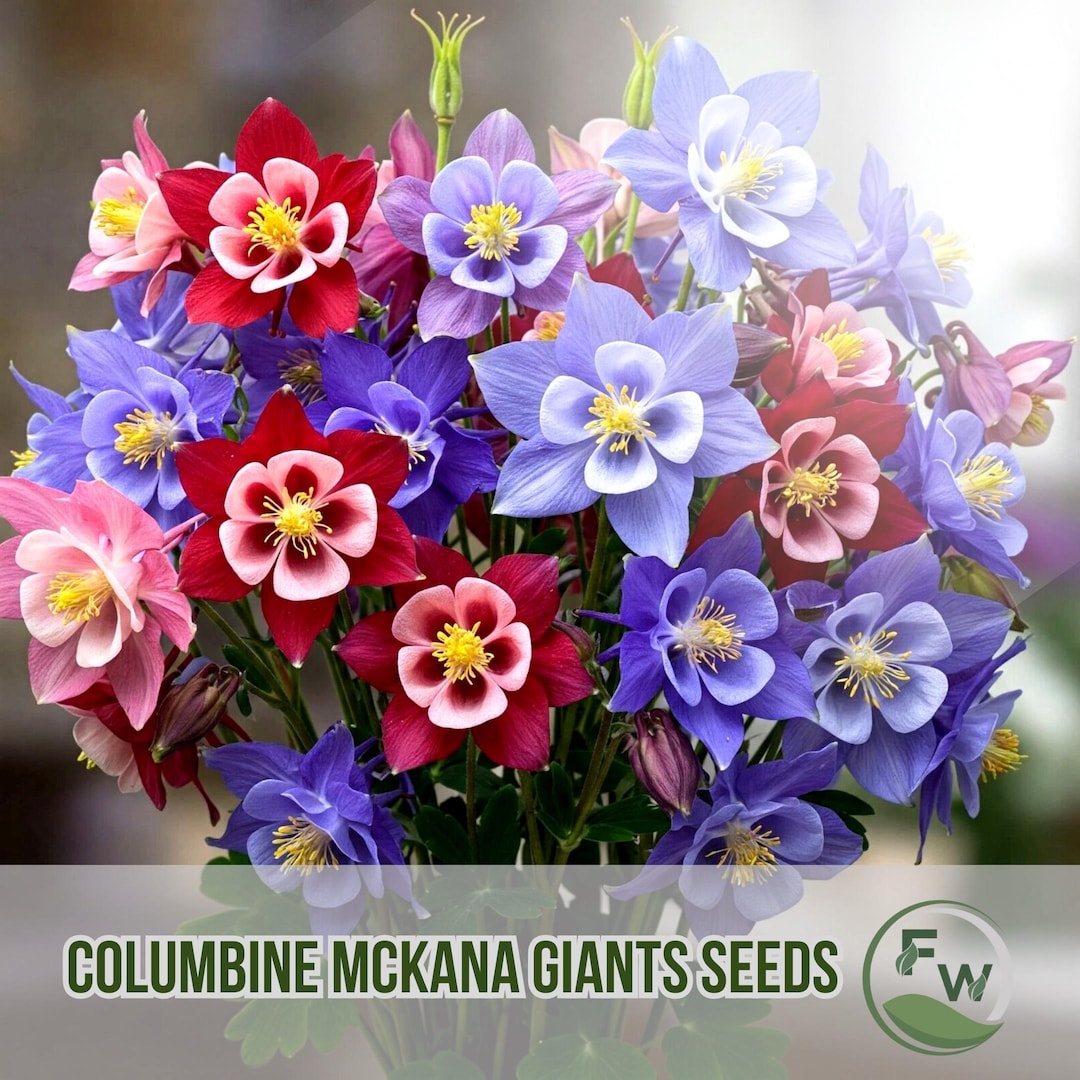 200 Columbine Mckana Giants Seeds | Perennial Autumn Mix | Colorful ...