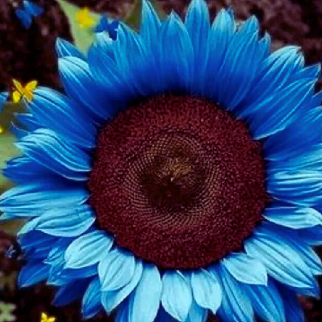 50 Seeds Midnight Oil Blue Sunflower Seeds: Rare Heirloom Garden - Etsy