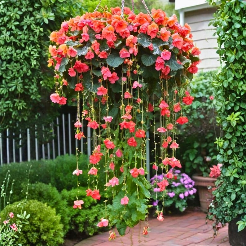 25 Rainbow Weeping Begonia Seeds Colorful Hanging Flowers Fast Growing