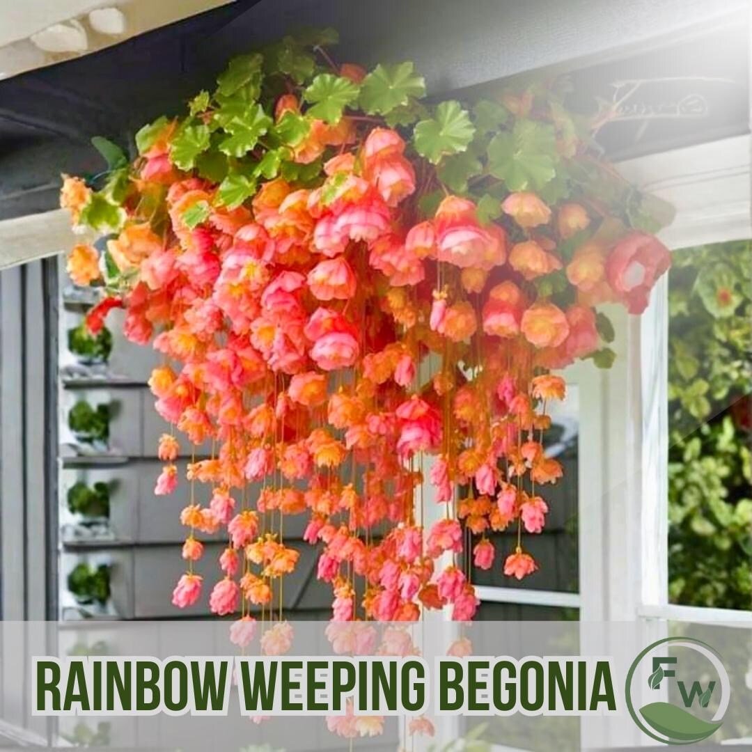 25 Rainbow Weeping Begonia Seeds Colorful Hanging Flowers Fast Growing ...