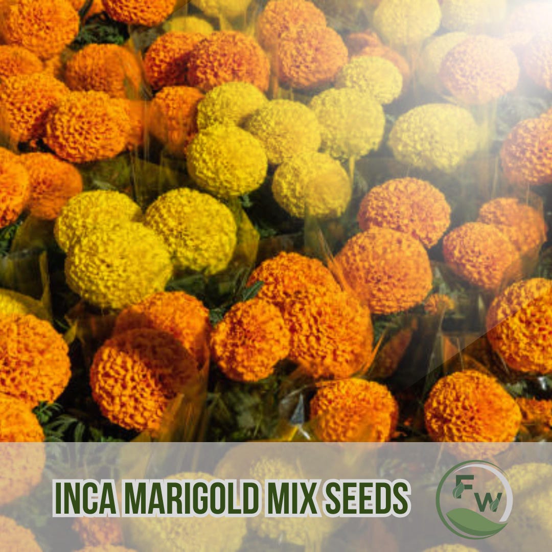 200 Inca Marigold Mix Seeds | Orange & Yellow Blooms | Organic USA ...