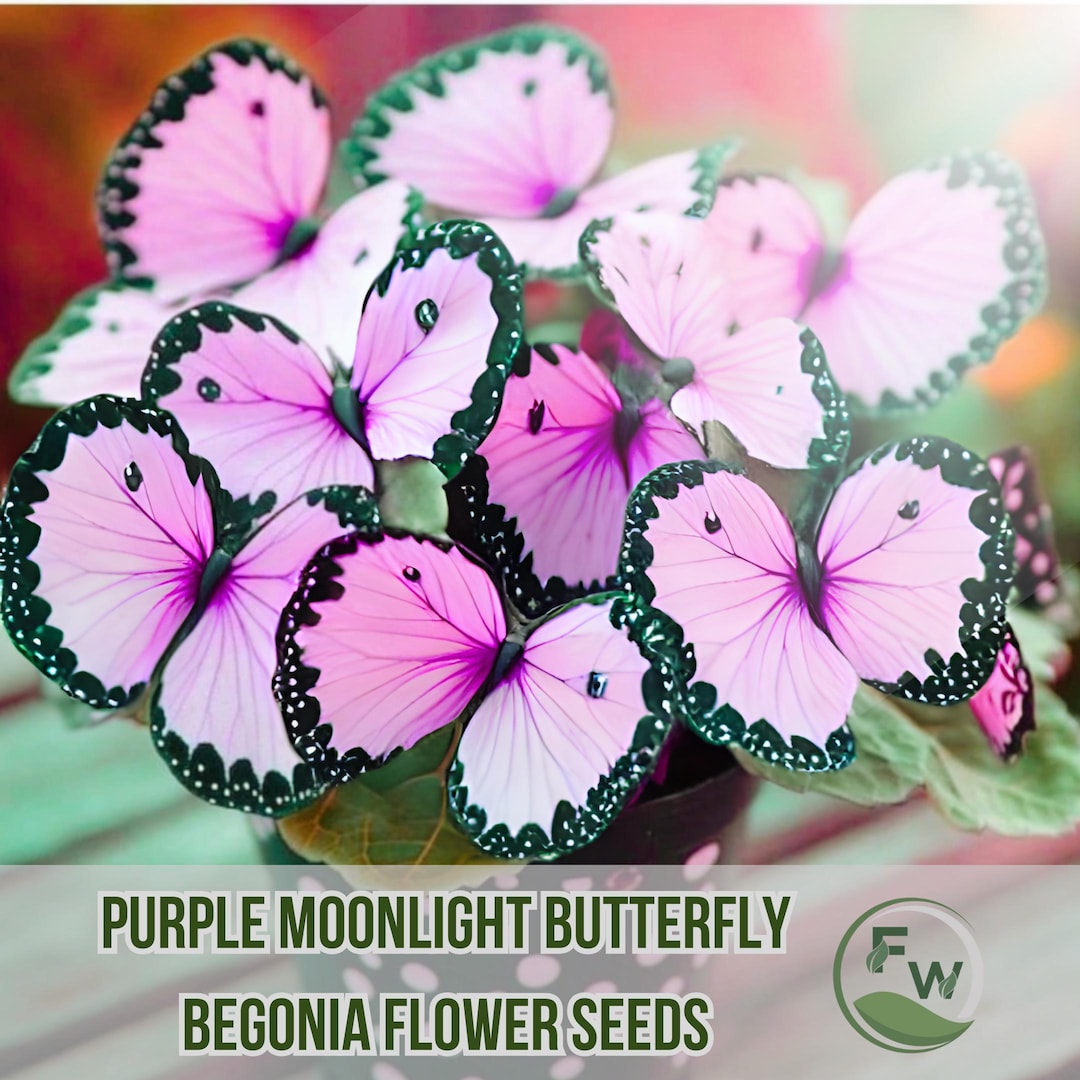 50 Purple Moonlight Butterfly Begonia Seeds Rare Shade Flower Distinct ...
