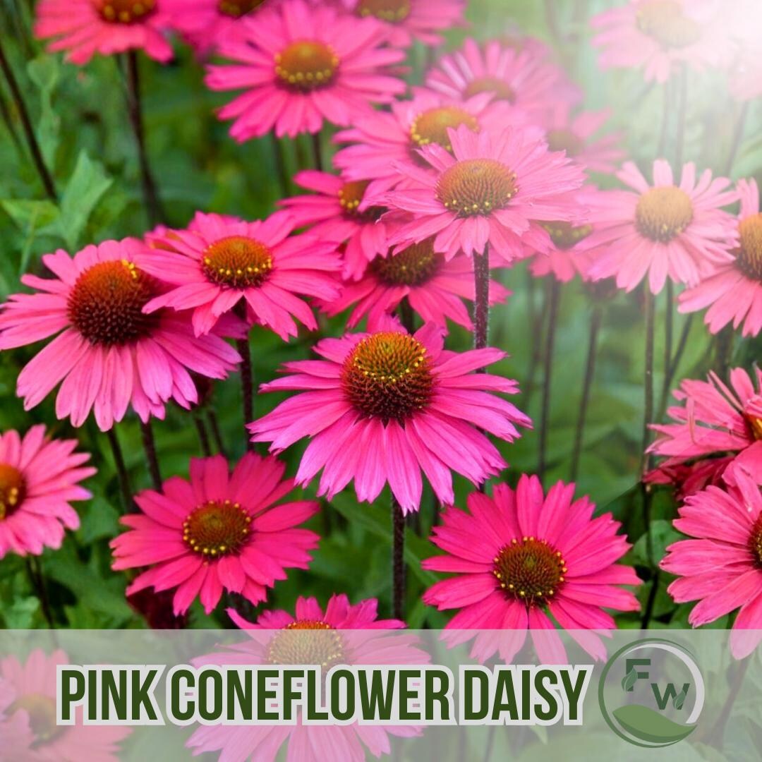 200 Pink Coneflower Daisy Seeds Soft Pink Garden Flowers Fast Growing ...