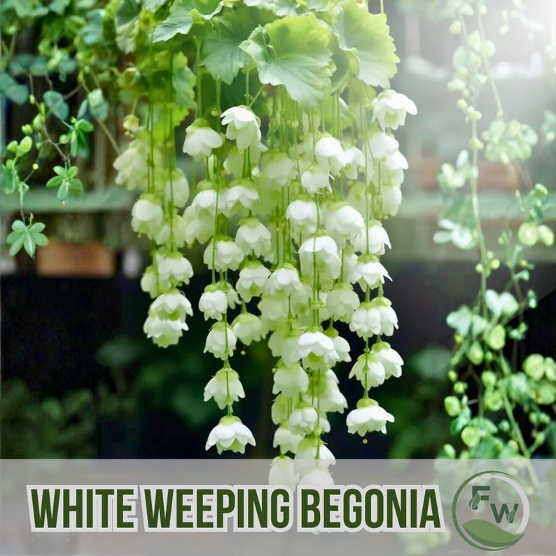 25 White Weeping Begonia Seeds Cascading Blooms Fast Growing Hanging ...