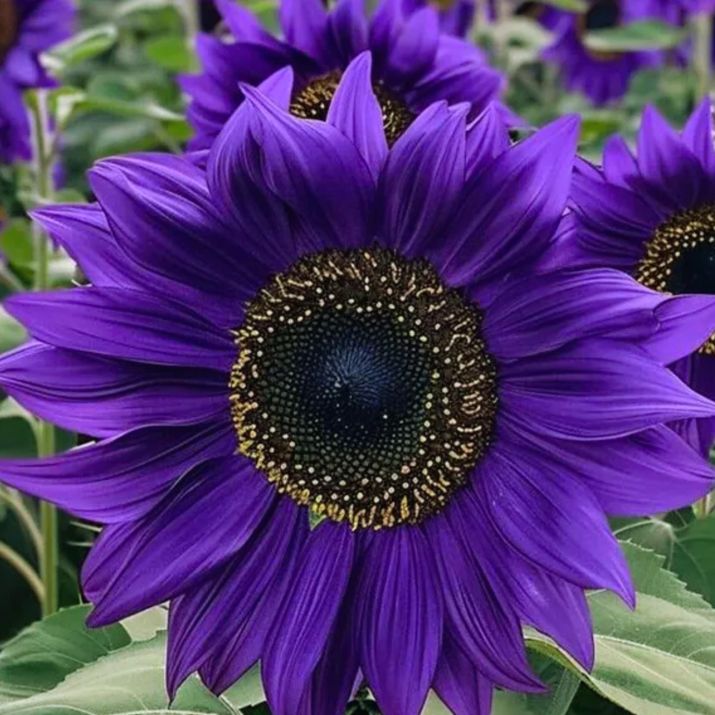 Purple Sunflower 50 Seeds for Sale - Stunning & Colorful Flower Seeds ...