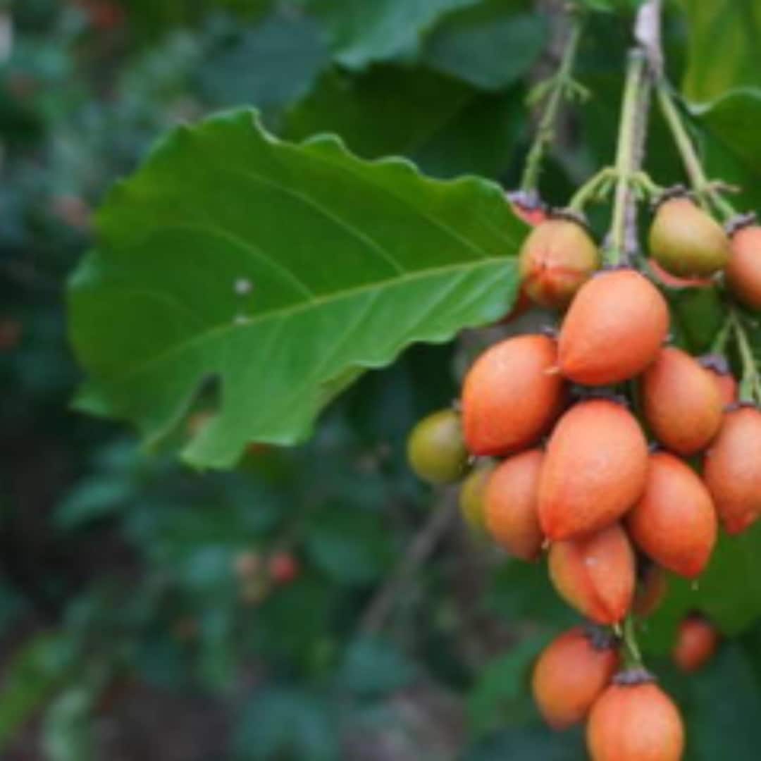 Peanut Butter Tree Plant: Rare Bunchosia Glandulifera Fruit Shrub (6 ...