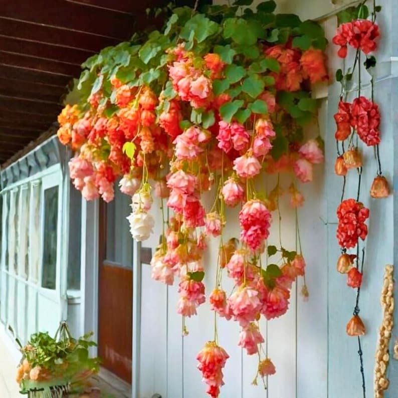 25 Rainbow Weeping Begonia Seeds Colorful Hanging Flowers Fast Growing ...