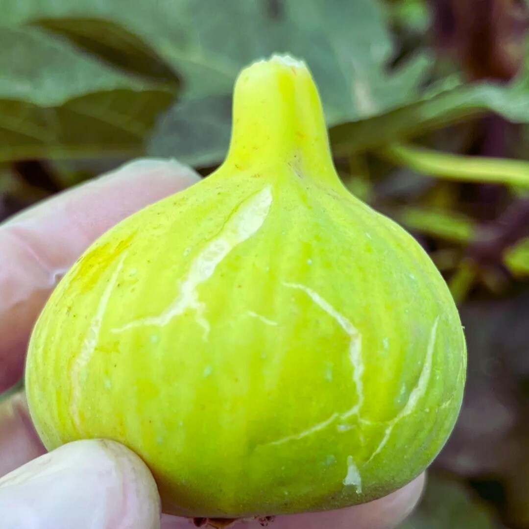 Gold Fig Tree 3-5" Ficus Carica, Sweet Yellow Fruit Plant, Container ...