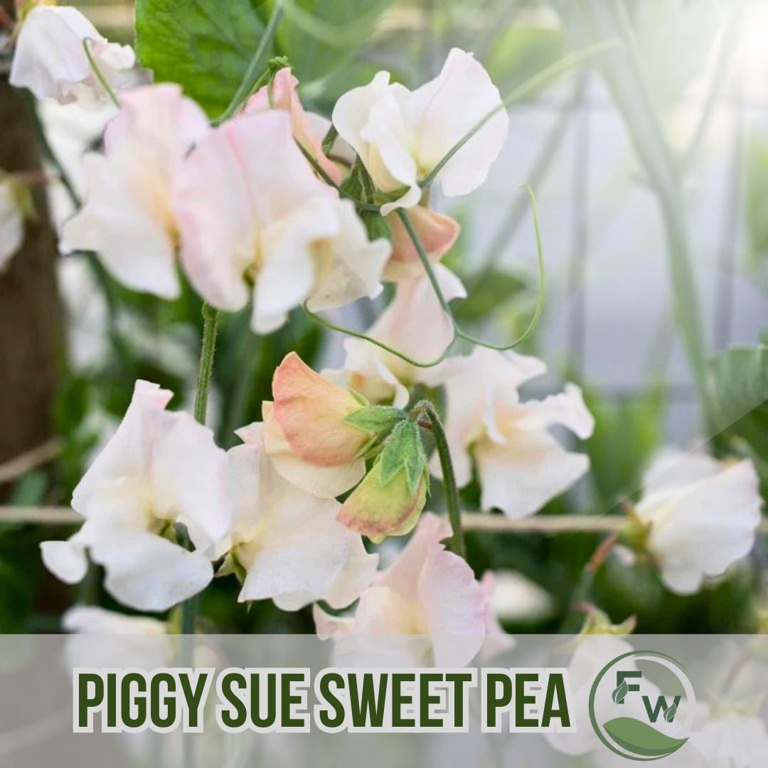 50 Piggy Sue Sweet Pea Seeds Pink & White Blooms Easy Grow Garden ...