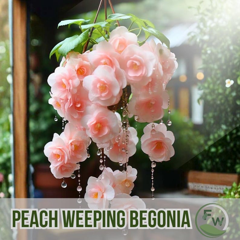 25 Peach Weeping Begonia Seeds Cascading Blooms Rare Shade-loving ...