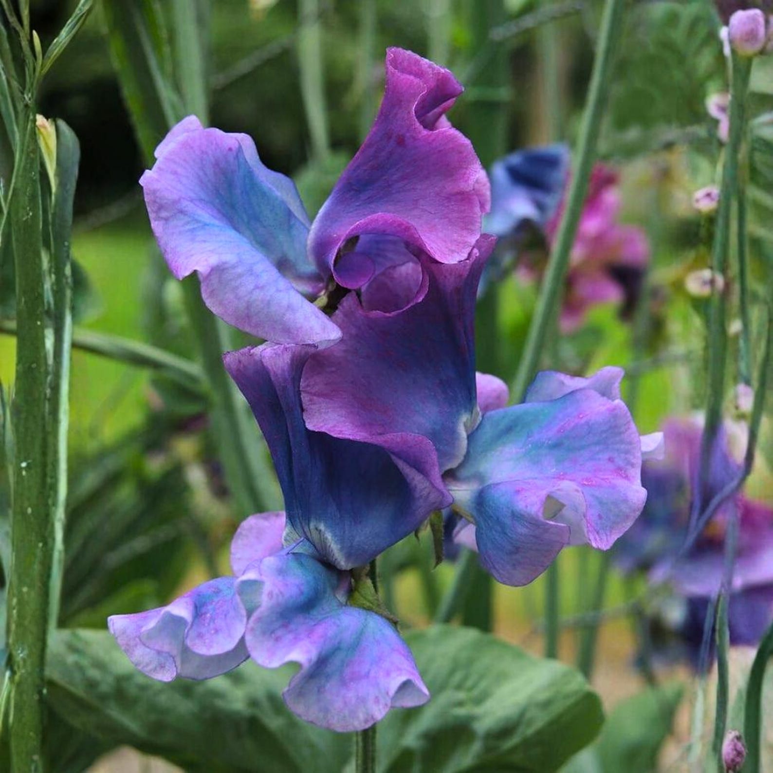 50 Blue Shift Sweet Pea Seeds Easy Growing Flower Fragrant Climbing ...