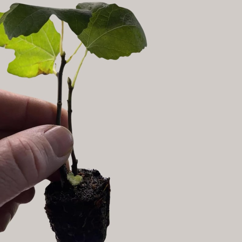 Gold Fig Tree 3-5" Ficus Carica, Sweet Yellow Fruit Plant, Container ...