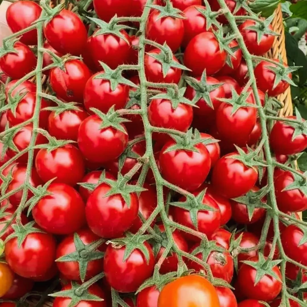 100 Waterfall Tomato Seeds – Unique Varieties for Gardeners & Growers ...