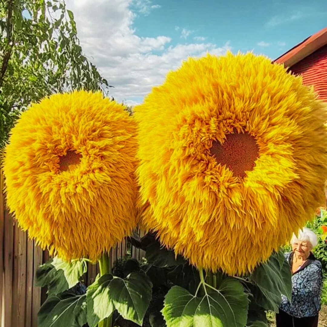 Yellow Enchantinggiant Teddy Bear Sunflower 50 Seeds Giant Fluffy ...