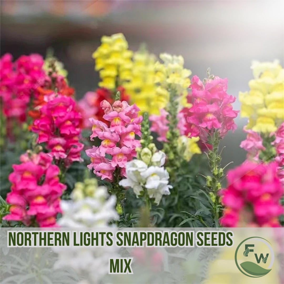 7000 Northern Lights Snapdragon Seeds Mix | Multicolor Blooms ...