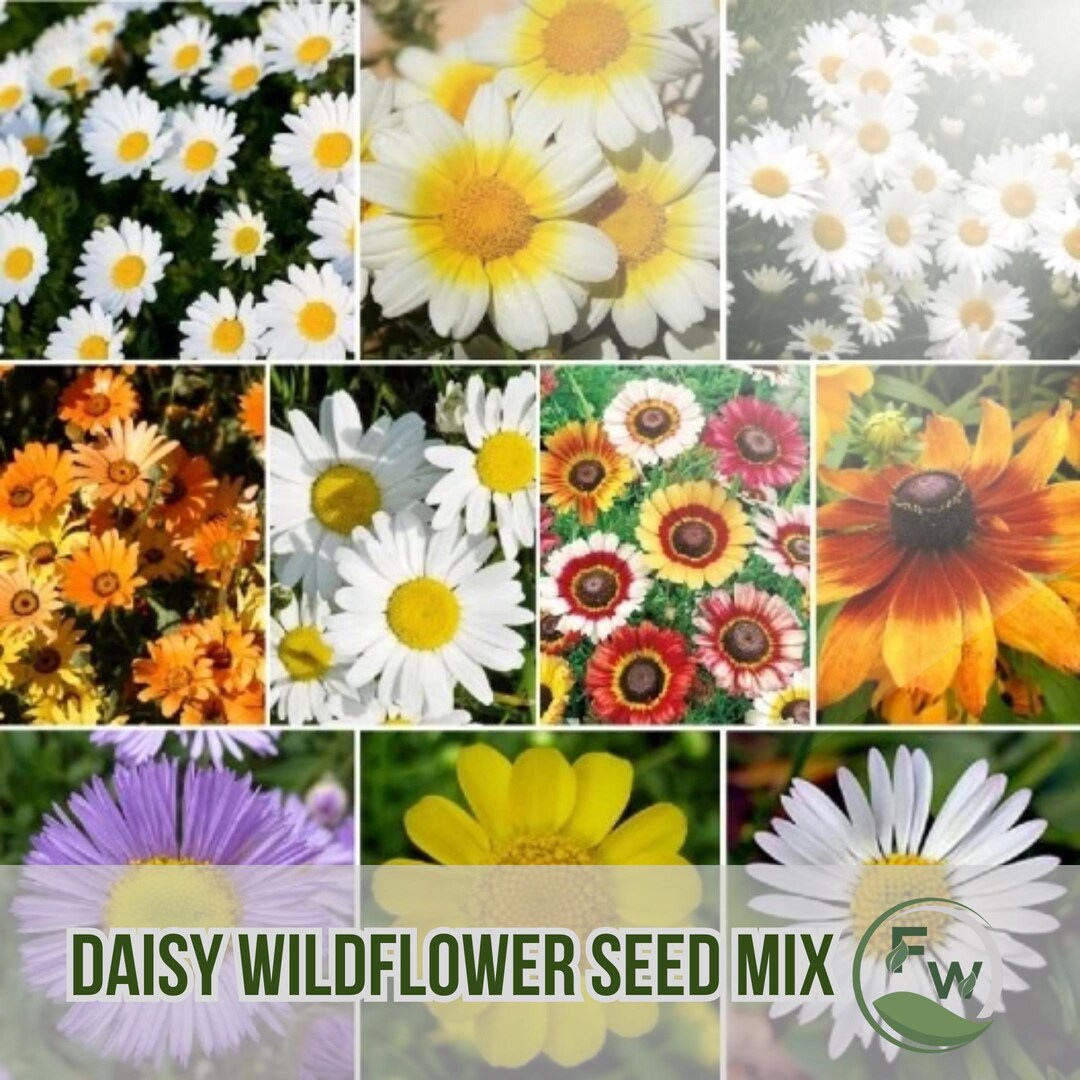 250 Daisy Wildflower Seeds Mix | 10 Daisy Species | Colorful Blooms for ...