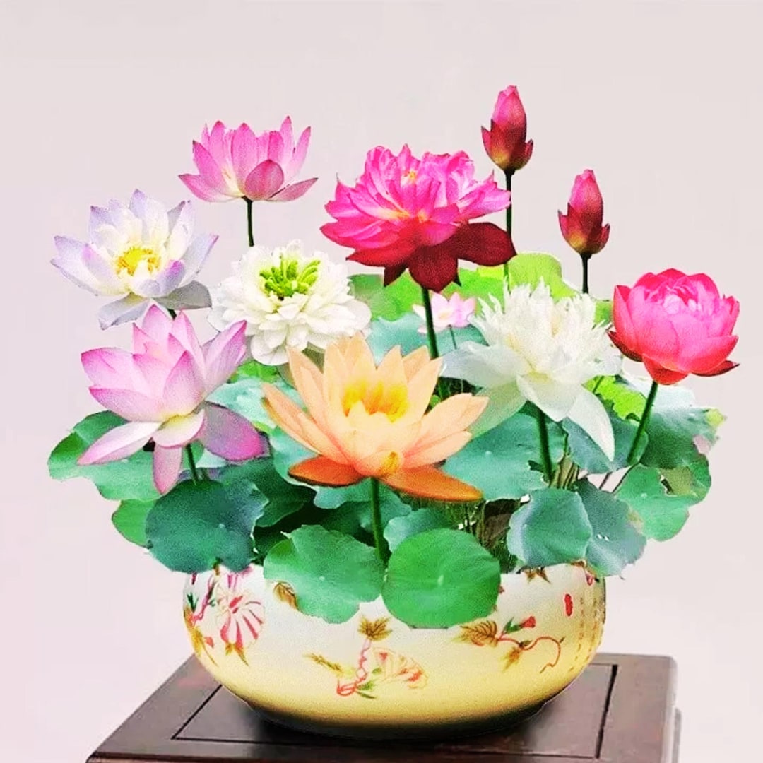Sacred Lotus Flower 15 Seeds – Rare Multi-color Bonsai for Pond ...