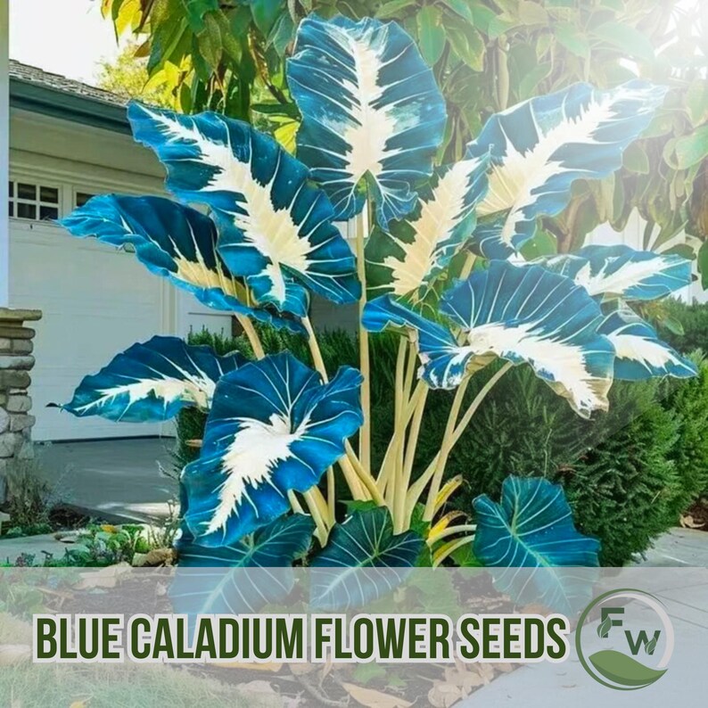 100 Blue Caladium Seeds | Rare Tropical Foliage | Shade Perennial ...