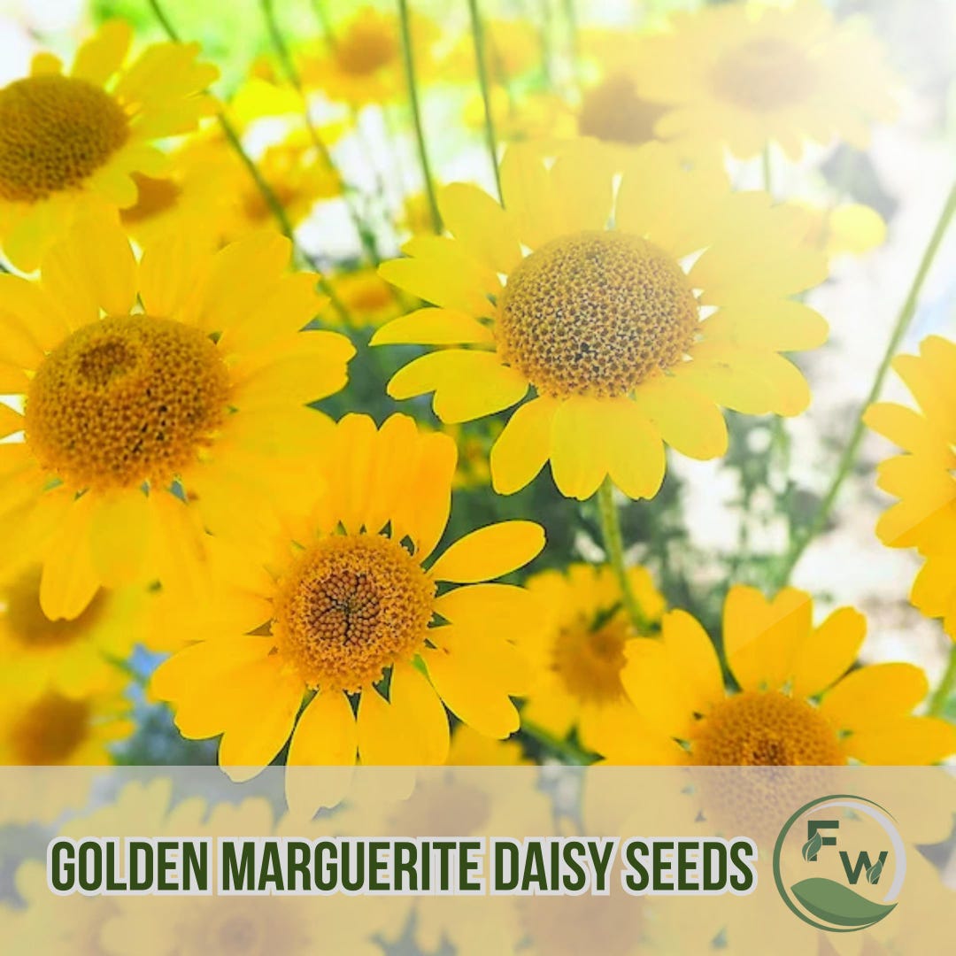 50 Golden Marguerite Daisy Seeds Anthemis Tinctoria Organic USA Seeds ...