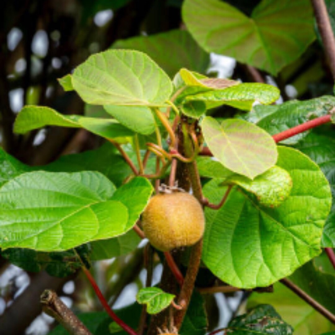 1 Kiwi Prolific Vine Live Plant – Fast Growing, Cold Hardy, Self ...