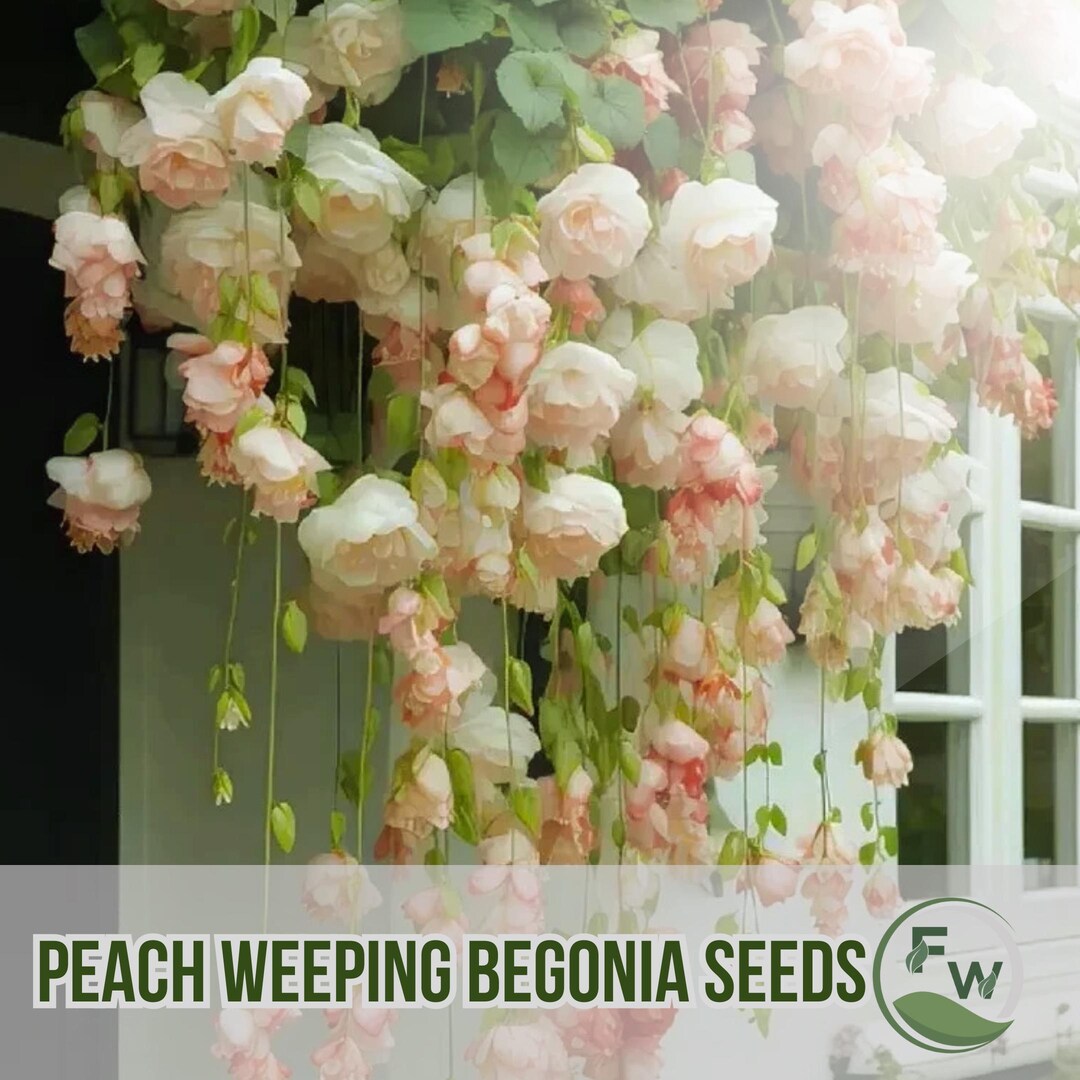 25 Peach Weeping Begonia Seeds | Hanging Basket Flower | Cascading ...