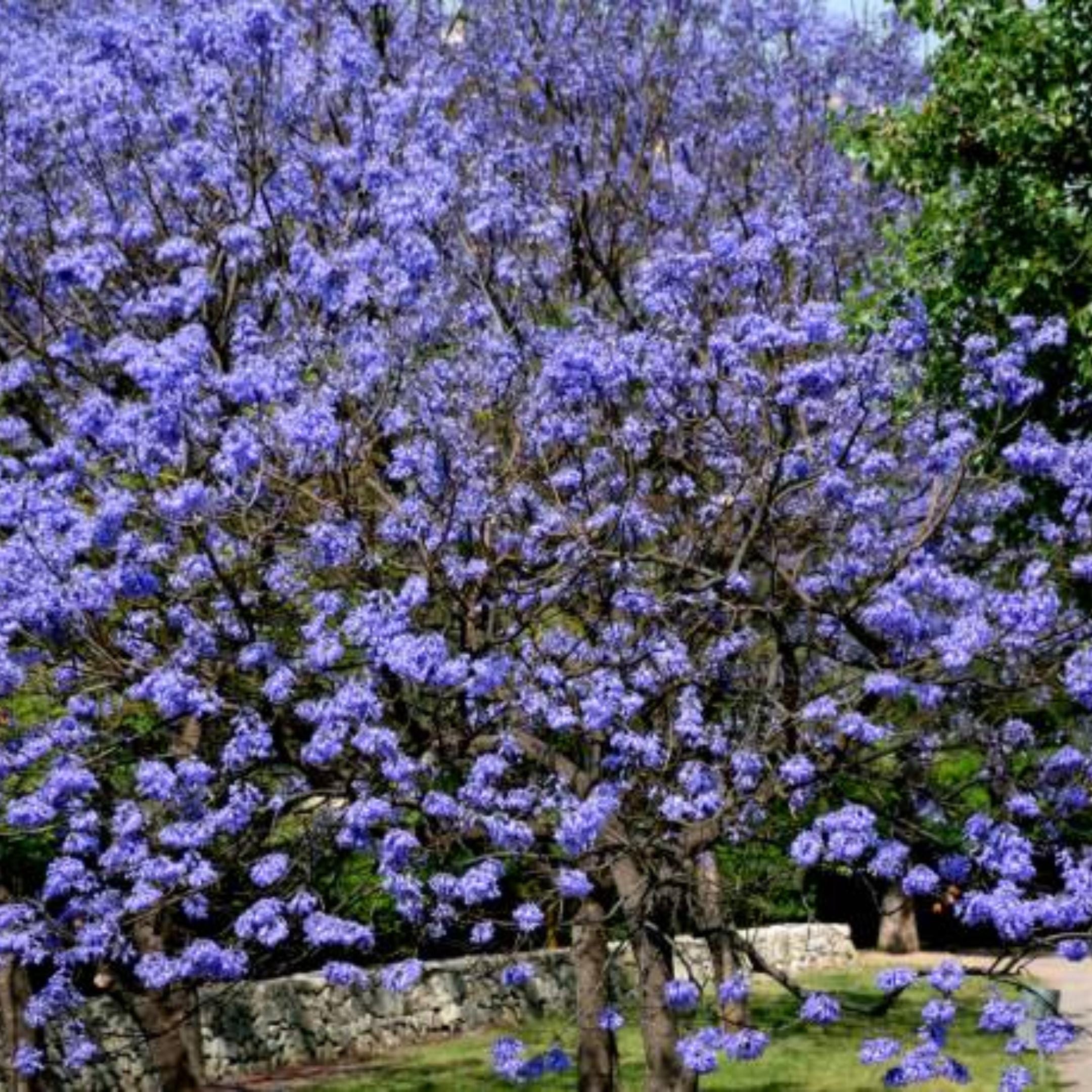 20 Blue Jacaranda Tree Seeds: Fast Growing Fern Tree - Etsy