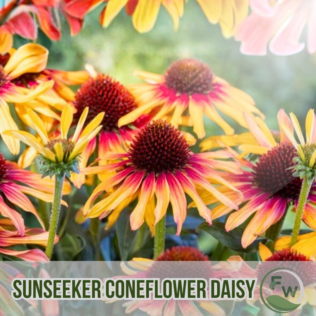 200 Sunseeker Coneflower Daisy Seeds Bright Garden Blooms Fast Growing ...