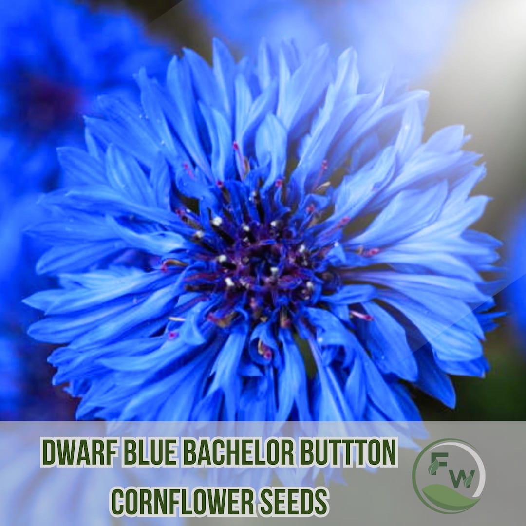 250 Dwarf Blue Bachelor Button Cornflower Seeds | Centaurea Cyanus ...