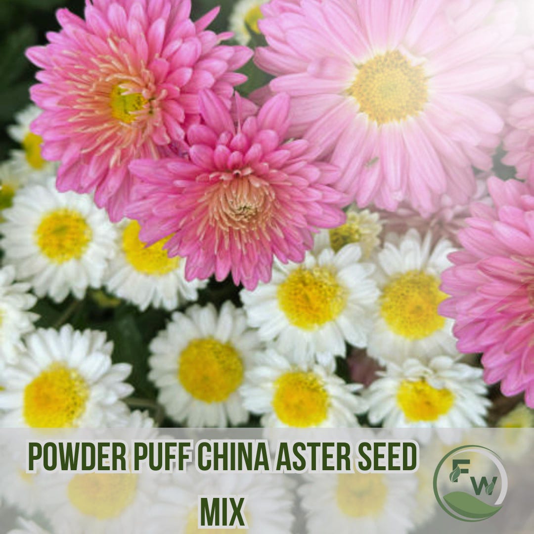 Buy 200 Powder Puff China Aster Seeds Mix | Callistephus Chinensis ...