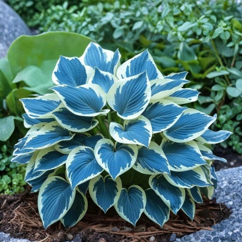 100 Hosta Seeds Beginner-friendly Shade Tolerant Non-gmo Ornamental ...