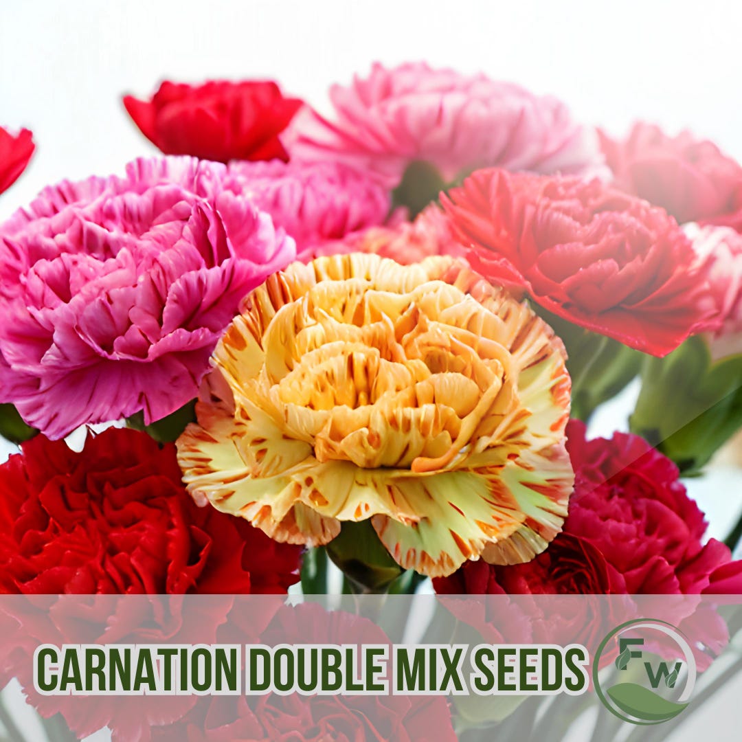 600 Double Carnation Flower Seeds: Fragrant Dianthus Blooms - Etsy