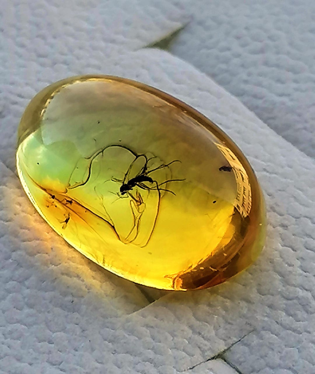 Natural Baltic Amber Insect Cabochon, Clear Amber Insect Stone ...