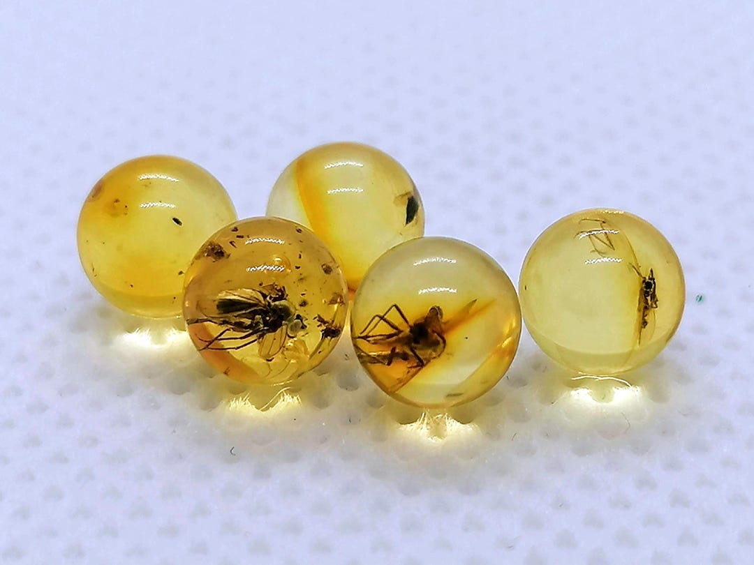 Natural Baltic Amber Beads With Fossil Insect, 6mm Beads, Insect Beads ...