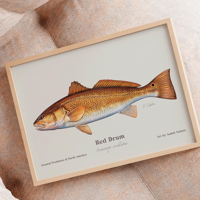 Redfish – Red Drum Digital Art for Anglers. Coastal Game Fish ...